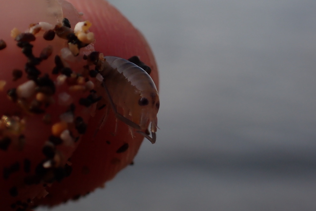 Wide-footed Sand Hopper from Εύβοια, Νηλέας, Θεσσαλιας-Στερεας Ελλαδας ...