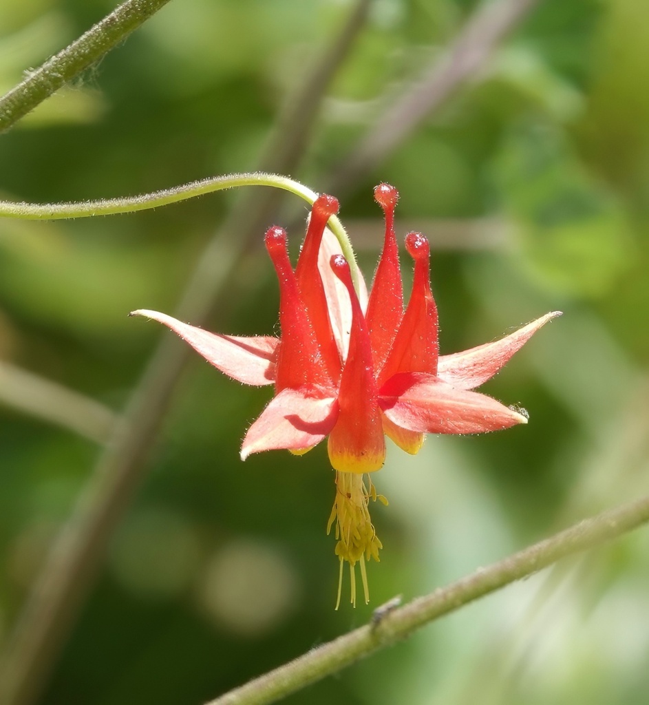 western columbine from Los Angeles County, CA, USA on July 3, 2023 at ...