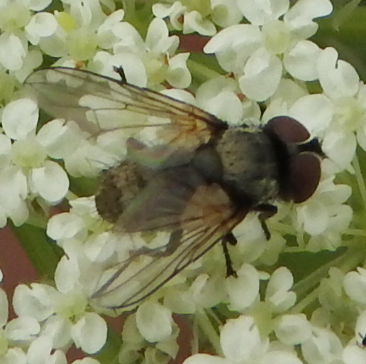 Strongygaster globula from Железногорский р-н, Курская обл., Россия on ...