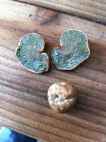 Trappea darkeri · iNaturalist Mexico