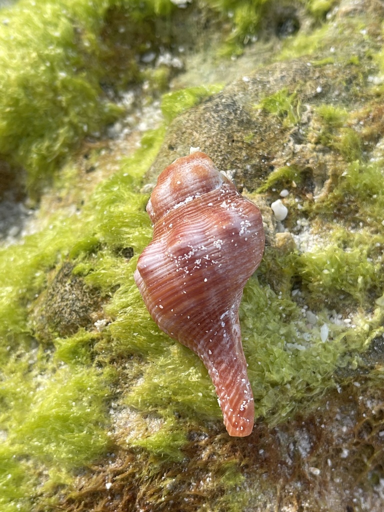 Filifusus filamentosus from Diego Garcia, IO on July 15, 2023 at 09:48 ...
