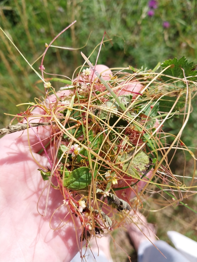 Clover Dodder from Мядельский район, Беларусь on July 15, 2023 at 11:30 ...