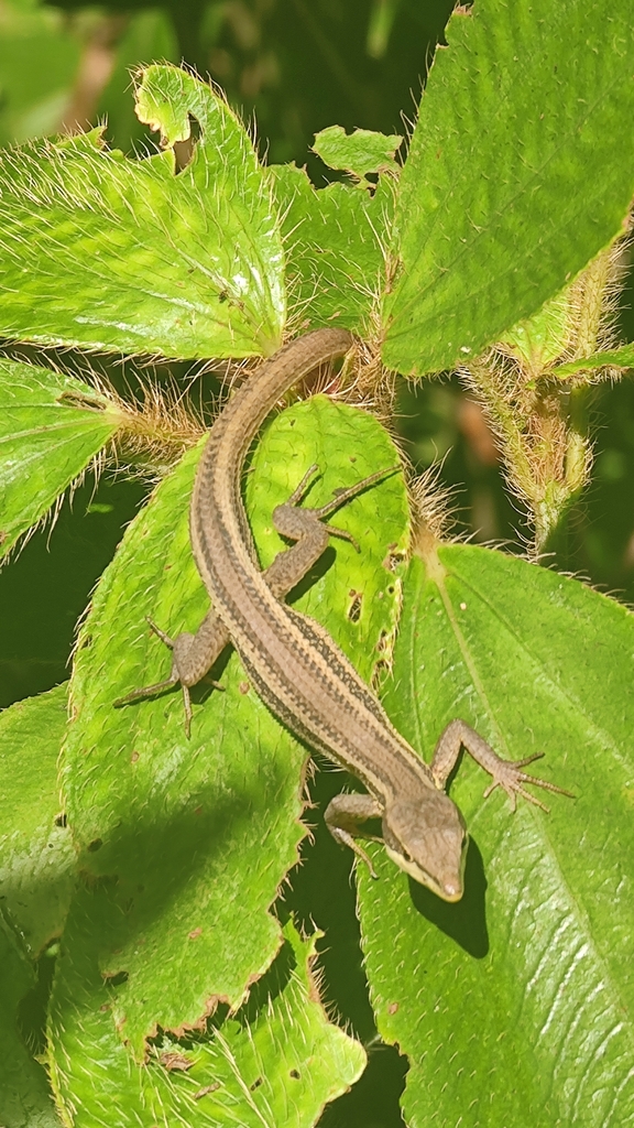 Kuhne's Grass Lizard from 中国海南省陵水黎族自治县 on July 13, 2023 at 10:06 AM by ...