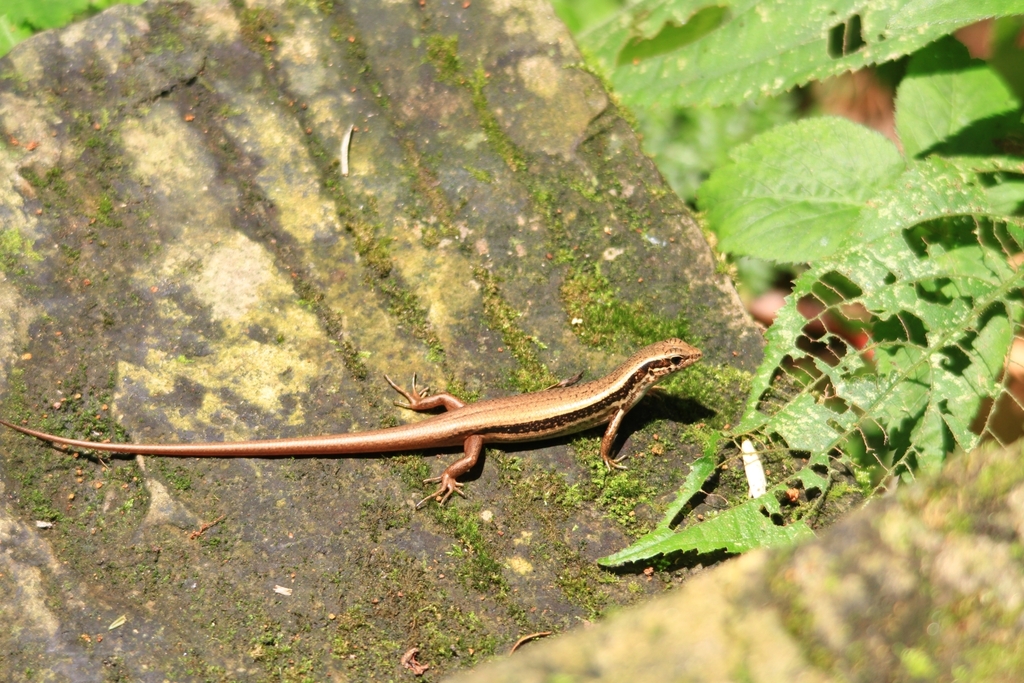 Asian Forest Skinks from 湖南省张家界市武陵源区贺龙公园 on July 13, 2023 at 12:05 PM ...