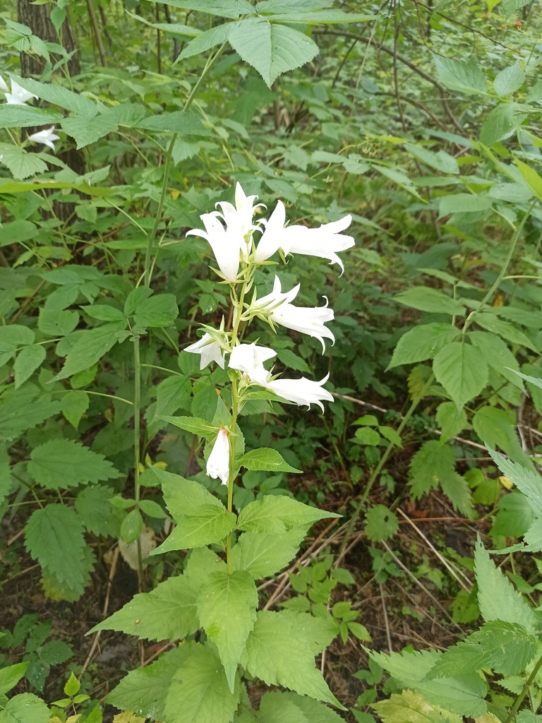 Giant Bellflower from Мочище, Новосибирская обл., Россия on July 15 ...