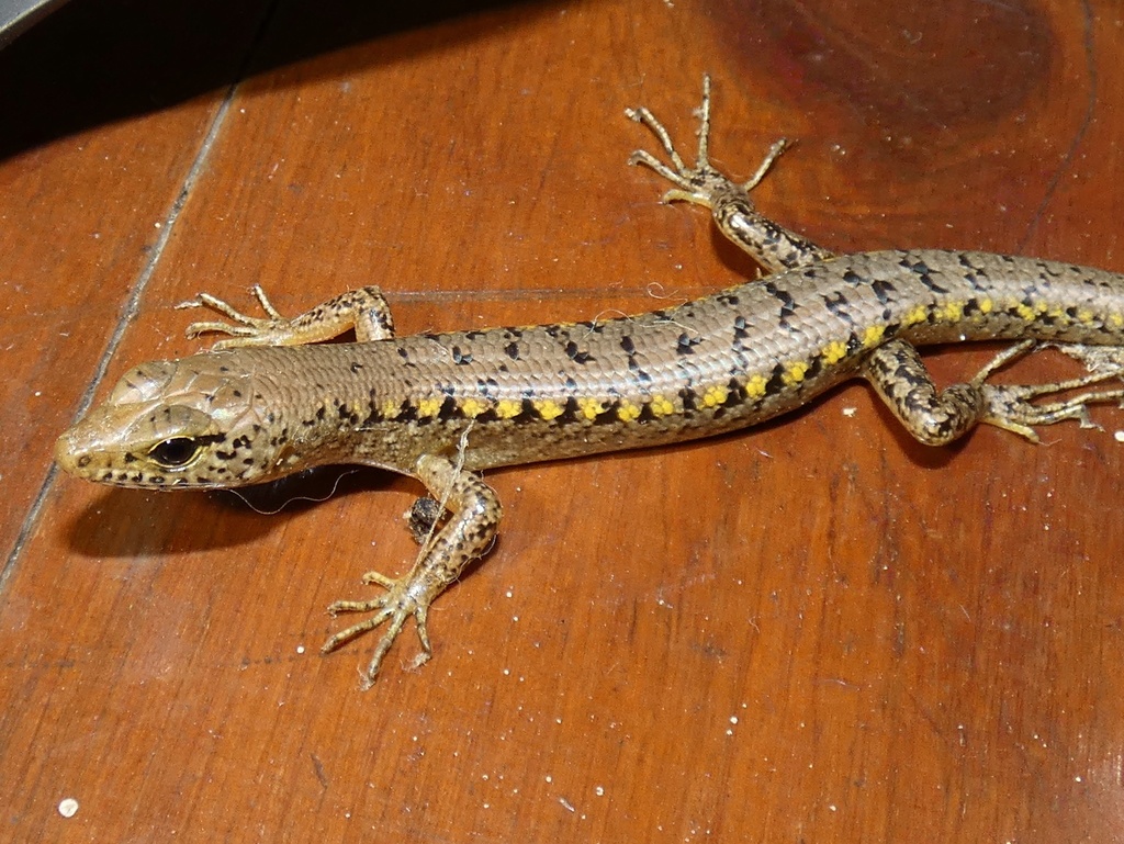Yellow-blotched Forest Skink from Candlenut on July 15, 2023 at 04:15 ...