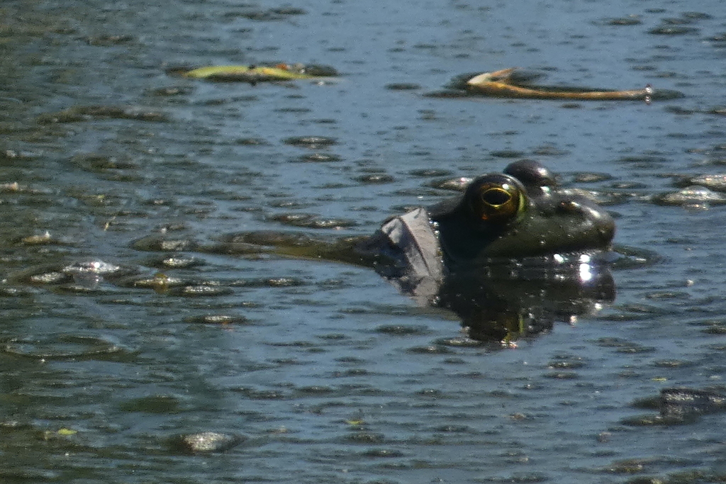 American Bullfrog from Bothell, WA, USA on July 11, 2023 at 02:04 PM by ...