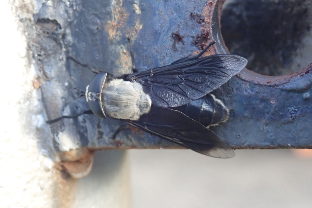 Hippo Fly from Jakkalsbessie, Malelane, South Africa on January 31 ...