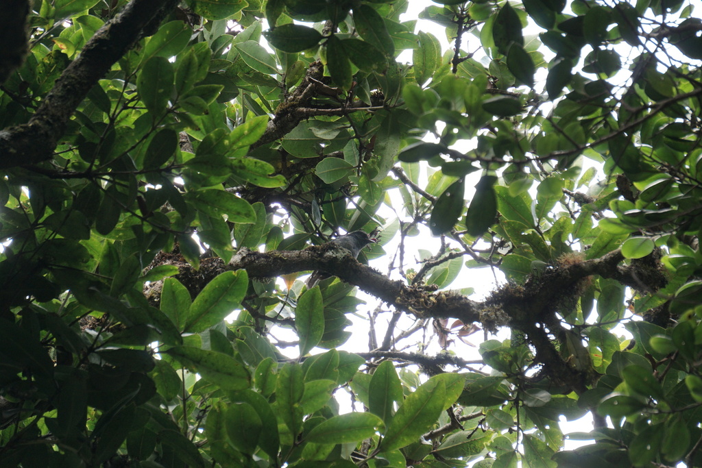 Nilgiri Flycatcher from Tamil Nadu, India on May 21, 2023 at 12:40 PM ...