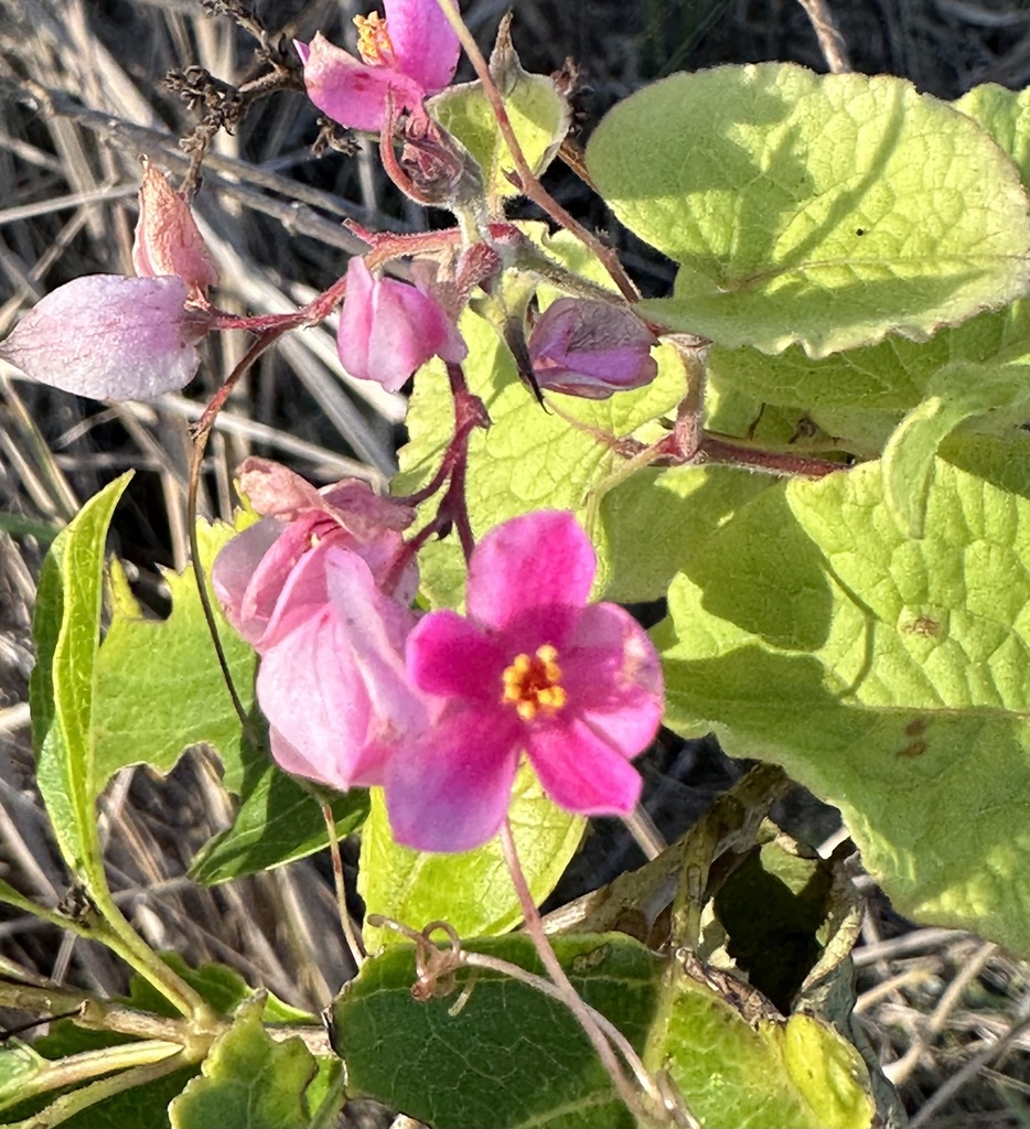 Coral Vine from Great Barrier Reef, Nelly Bay, QLD, AU on July 11, 2023 ...