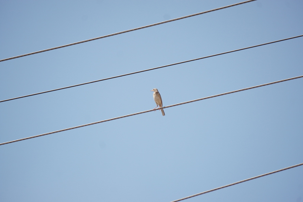 Pipits from Mangalam, Tirupati, Andhra Pradesh, India on February 19 ...