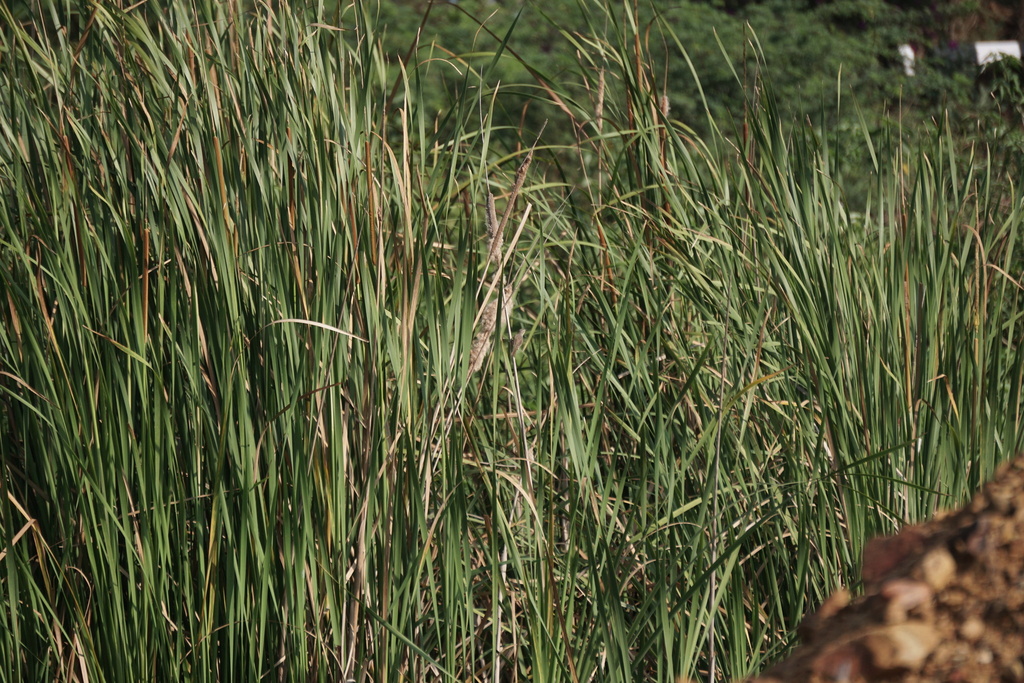 Plain Prinia from Mangalam, Tirupati, Andhra Pradesh, India on February ...
