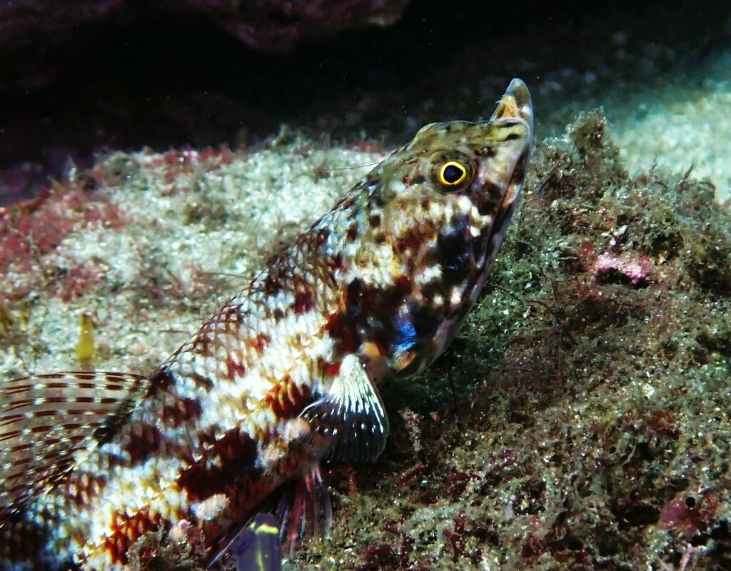 Lizardfishes (Synodontidae) - Marine Life Identification