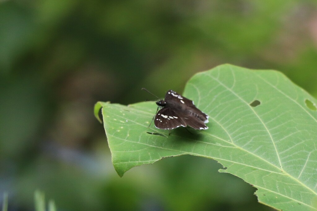 White-banded Flat in August 2019 by russkaz · iNaturalist