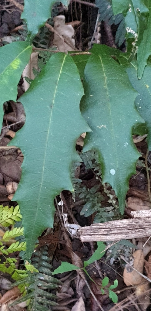 Burnie Vine from Somersby NSW 2250, Australia on July 15, 2023 at 03:24 PM by michael_feshin ...