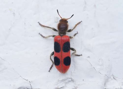 Trichodes davidis · iNaturalist