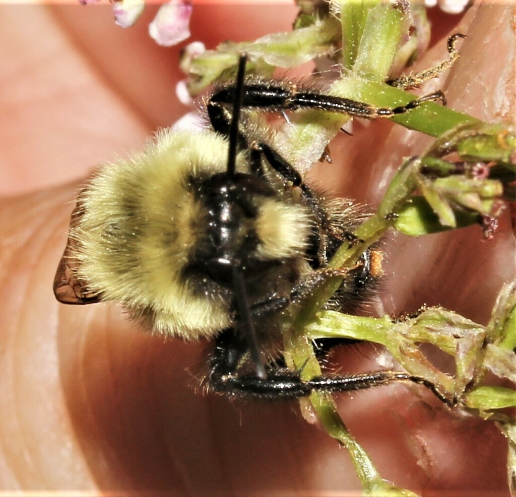 Common Eastern Bumble Bee from Bear Creek Township, PA, USA on July 14 ...