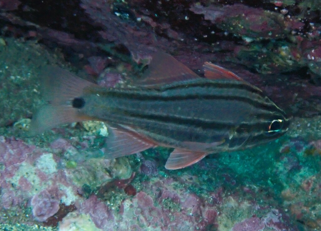 Sydney Cardinalfish from Sydney NSW, Australia on May 29, 2023 at 11:38 ...
