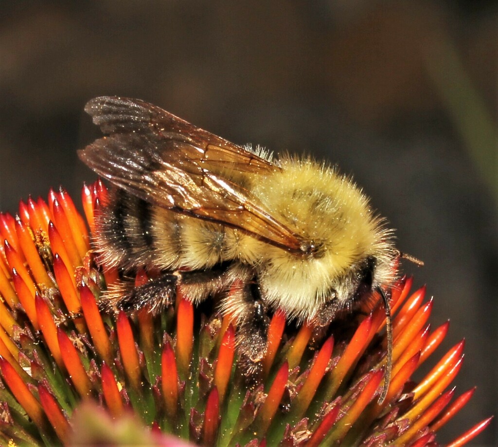Perplexing Bumble Bee from Bear Creek Township, PA, USA on July 14 ...