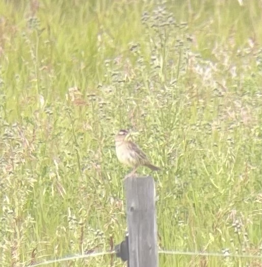 Bobolink from Clanwilliam-Erickson, MB, CA on July 14, 2023 at 06:50 PM ...