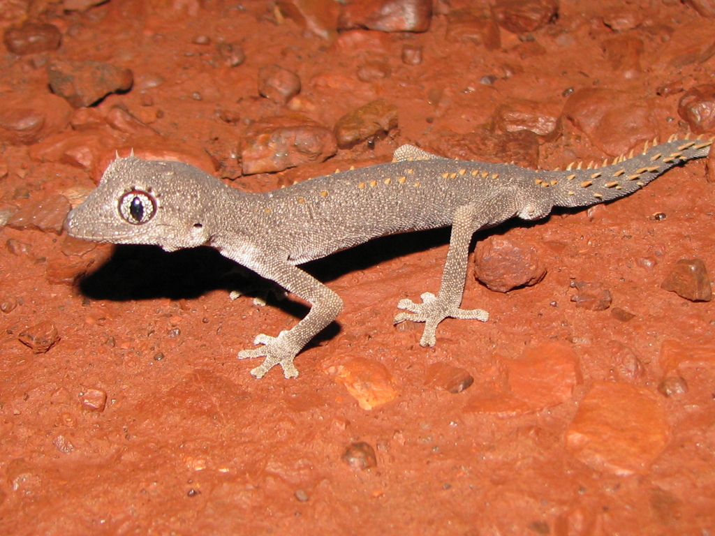 Western Shield Spiny-tailed Gecko from Karijini WA 6751, Australia on ...