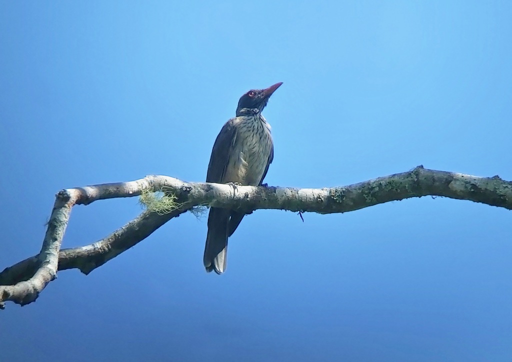 Brown Oriole from Kairuku-Hiri District, Papua New Guinea on July 15 ...