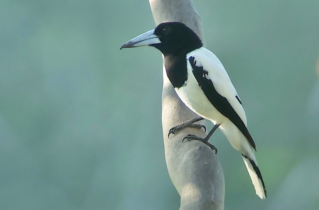 Hooded Butcherbird from Kairuku-Hiri District, Papua New Guinea on July ...