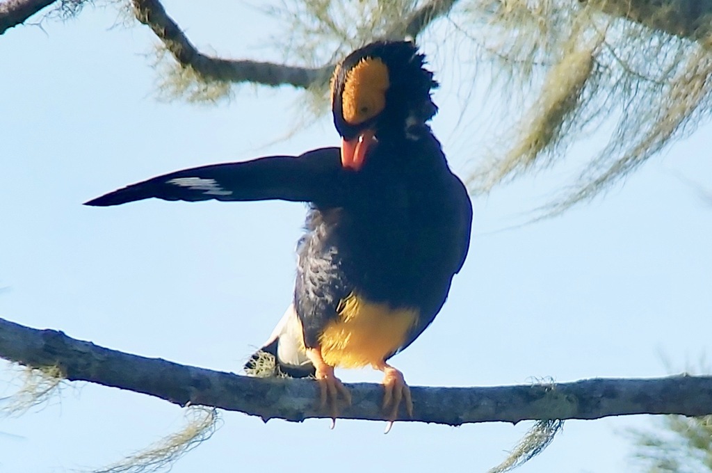 Yellow-faced Myna (Mino dumontii) - Avian Discovery