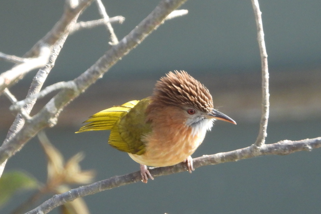 Mountain Bulbul from Nagarkot, Nepál on March 17, 2022 at 08:22 AM by ...