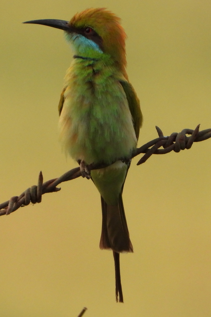 Asian Green Bee-eater from Bharatpur 44200, Nepál on March 23, 2022 at ...