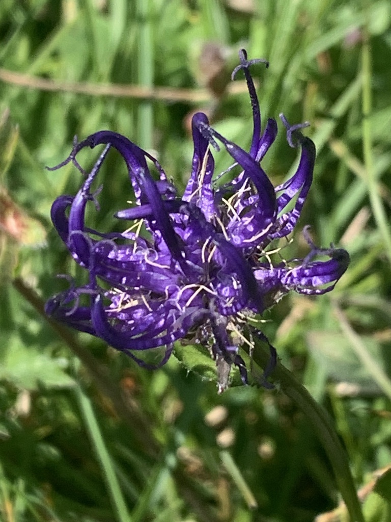 Round-headed Rampion from Almböden im Bereich des Trenchtlings, Tragöß ...