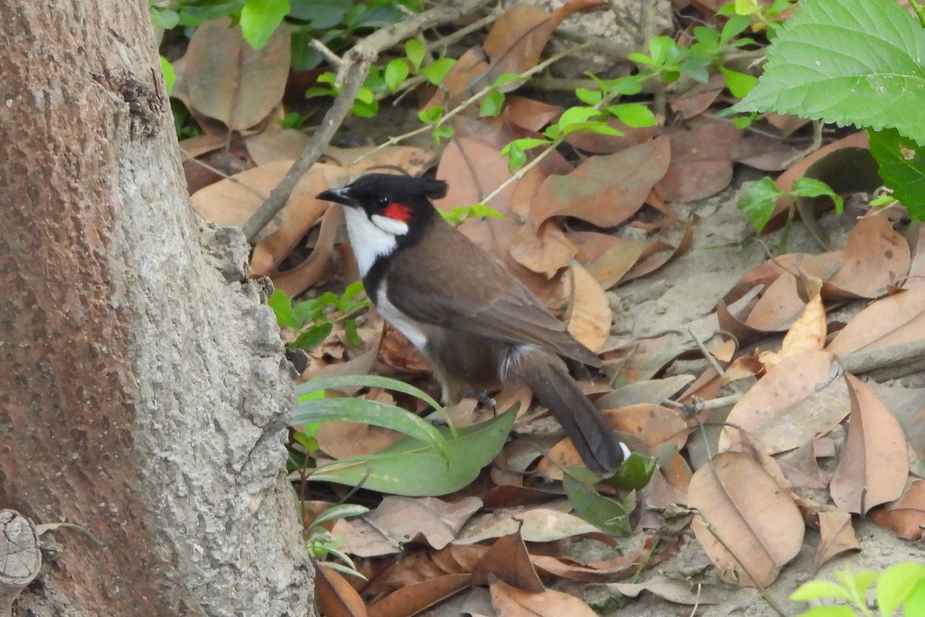 Red-whiskered Bulbul from Ratnanagar 44200, Nepál on March 21, 2022 at ...