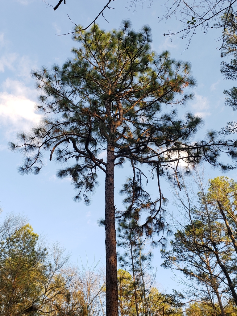 longleaf pine from 744 County Rd 1178, Troy, AL 36079, USA on January ...