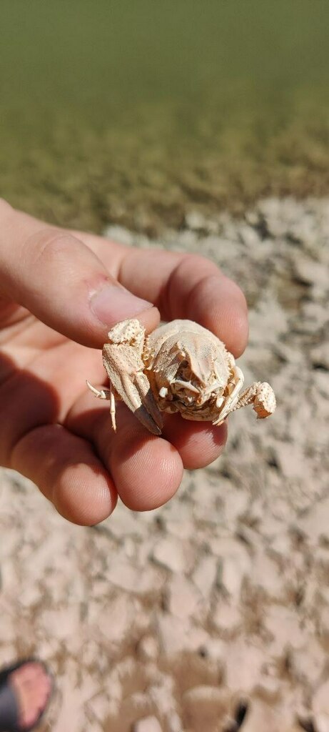 Turkish Crayfish from Zhambylskiy, KZ-AA, KZ on July 13, 2023 at 03:00 ...