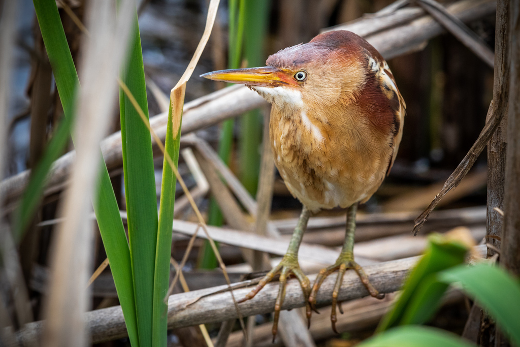 Least Bittern from Granville Schools Land Lab on May 15, 2020 at 02:03 ...