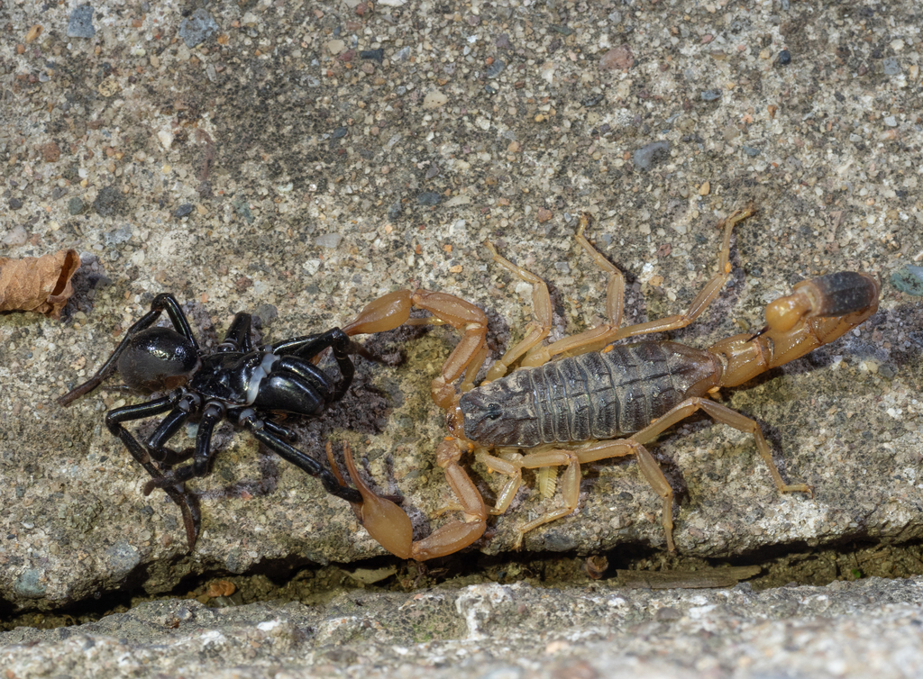 Chinese Scorpion from Beijing, Beijing, CN on July 14, 2023 at 10:02 PM ...