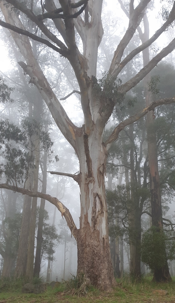 mountain grey gum from Tremont VIC 3785, Australia on July 15, 2023 at ...
