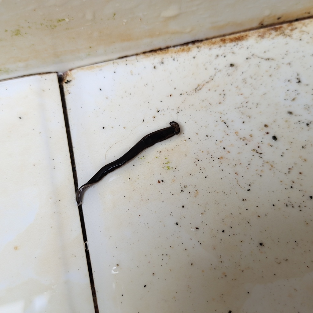 Hammerhead Worms from 中国江西省新余市分宜县 on July 4, 2023 at 09:04 AM by Leo ...
