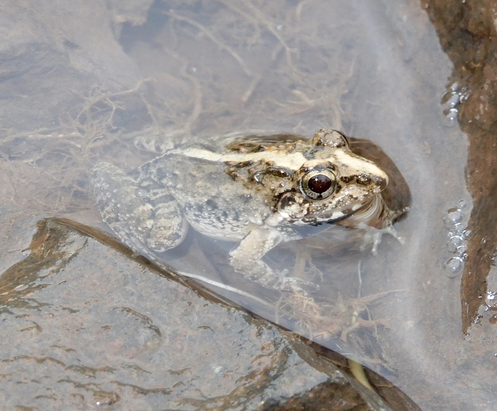 Common Indian Cricket Frog from Dahanu, Palghar, MH, IN on July 2, 2023 ...