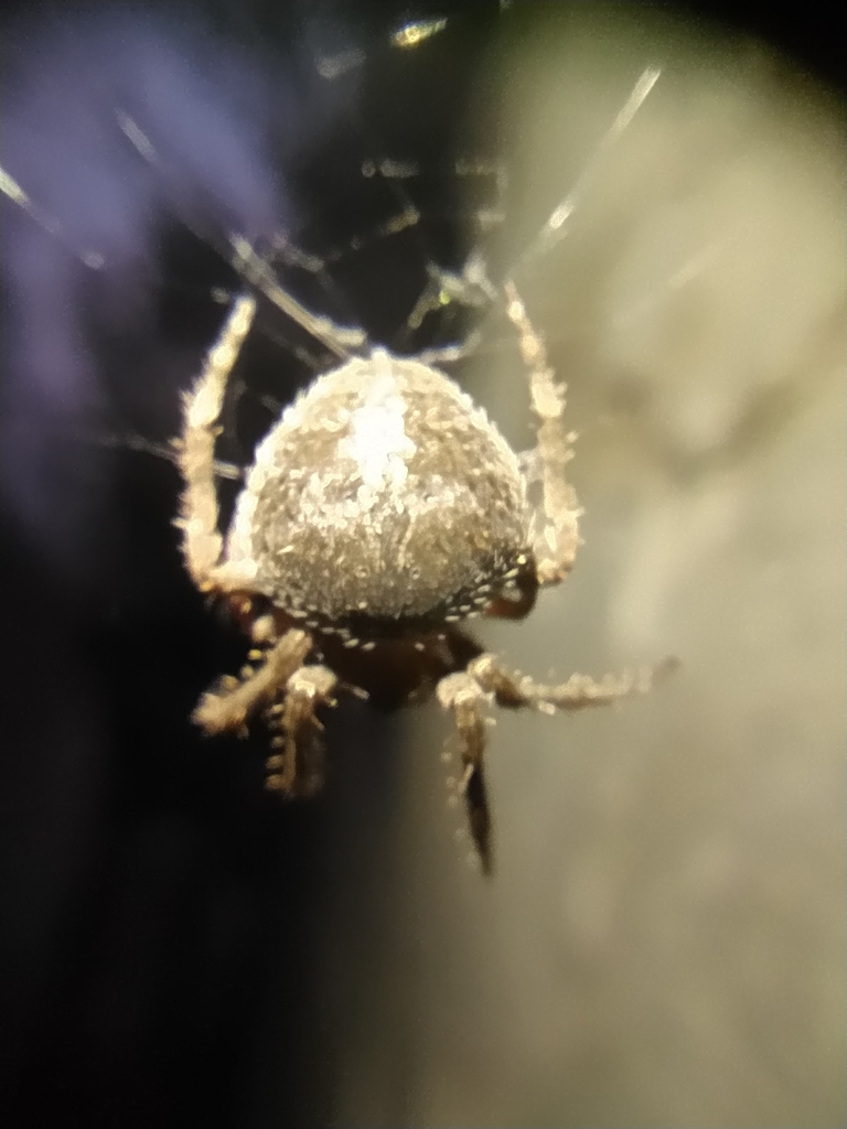 Common Hairy Field Spider from 00035 Olevano Romano RM, Italia on July ...