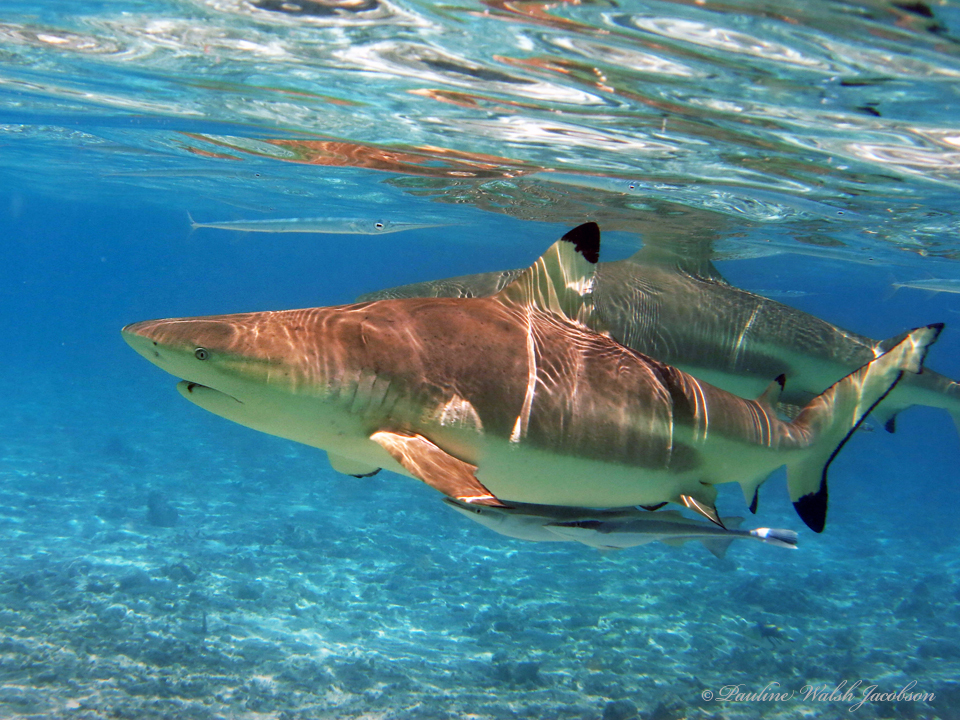 Blacktip Reef Shark in October 2014 by Pauline Walsh Jacobson. Stingray ...