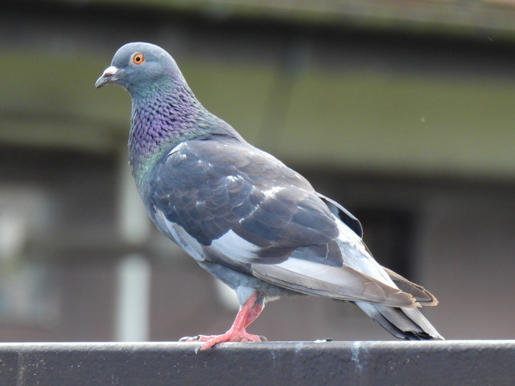 Feral Pigeon from Shinkawa, Mitaka, Tokyo 181-0004, Japan on July 15 ...
