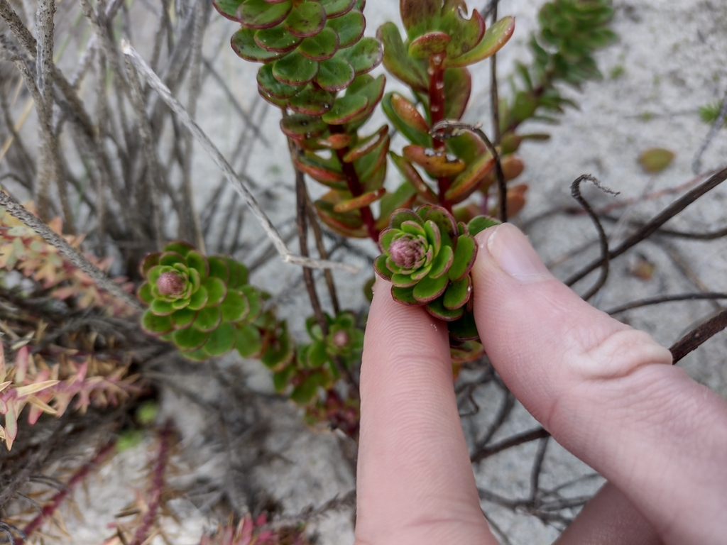 coast Stackhousia from Lackrana TAS 7255, Australia on July 14, 2023 at ...