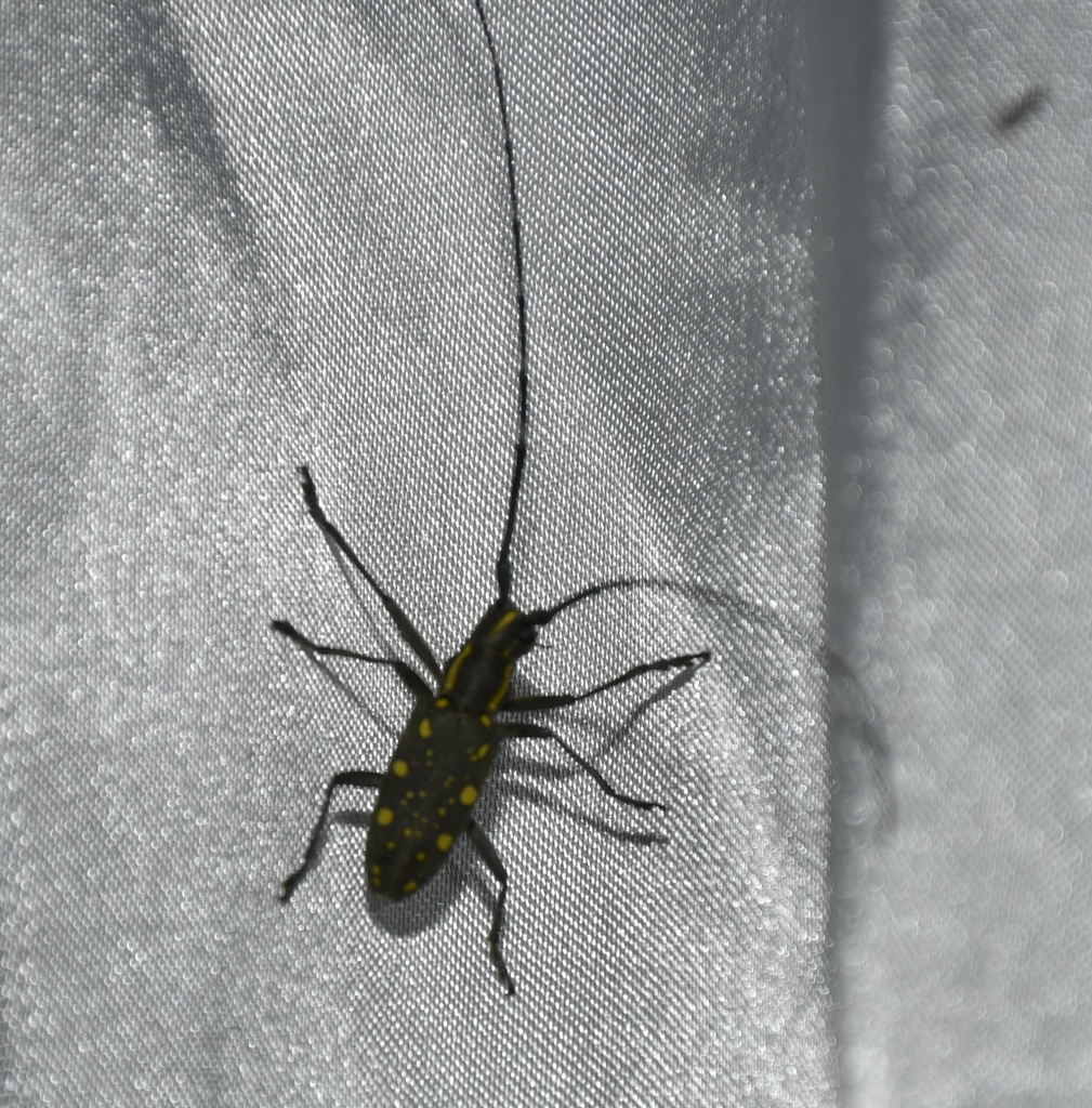 Yellow-spotted Longicorn Beetle in July 2023 by 彭啟賢 · iNaturalist