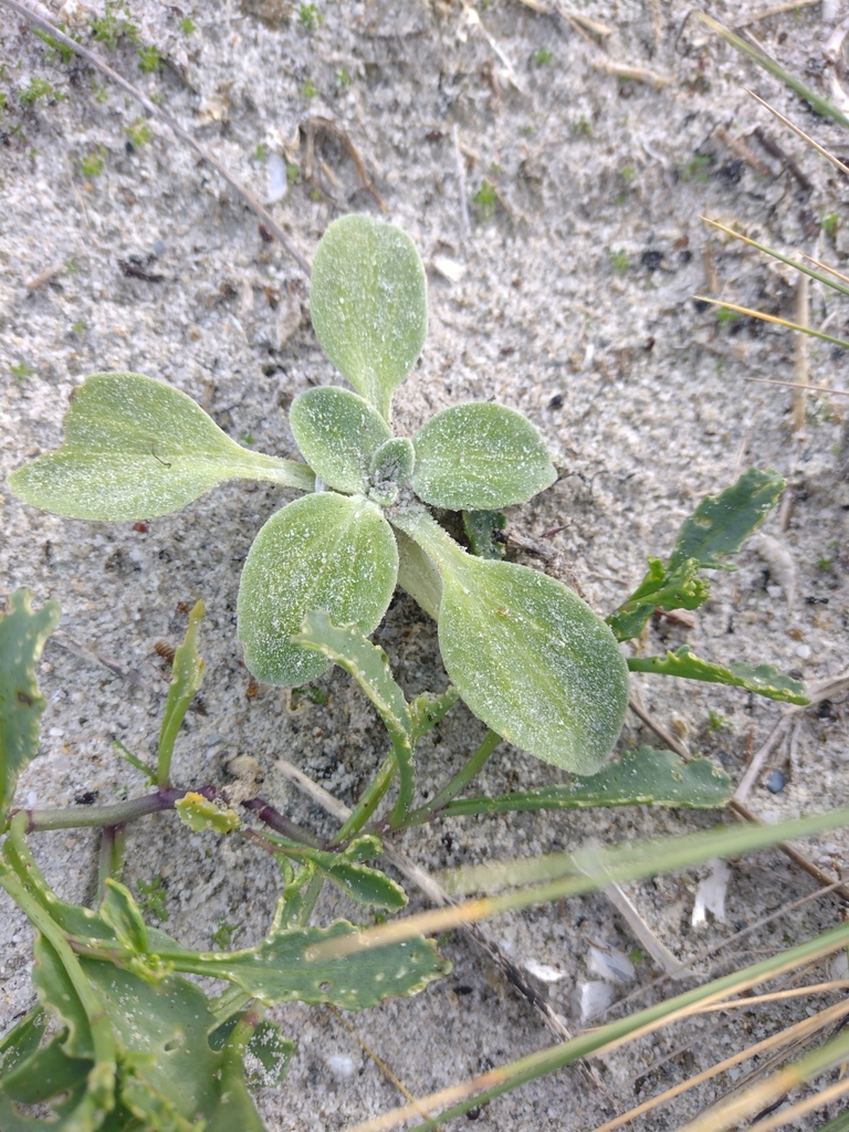 Cape Beach Daisy from Lackrana TAS 7255, Australia on July 14, 2023 at ...