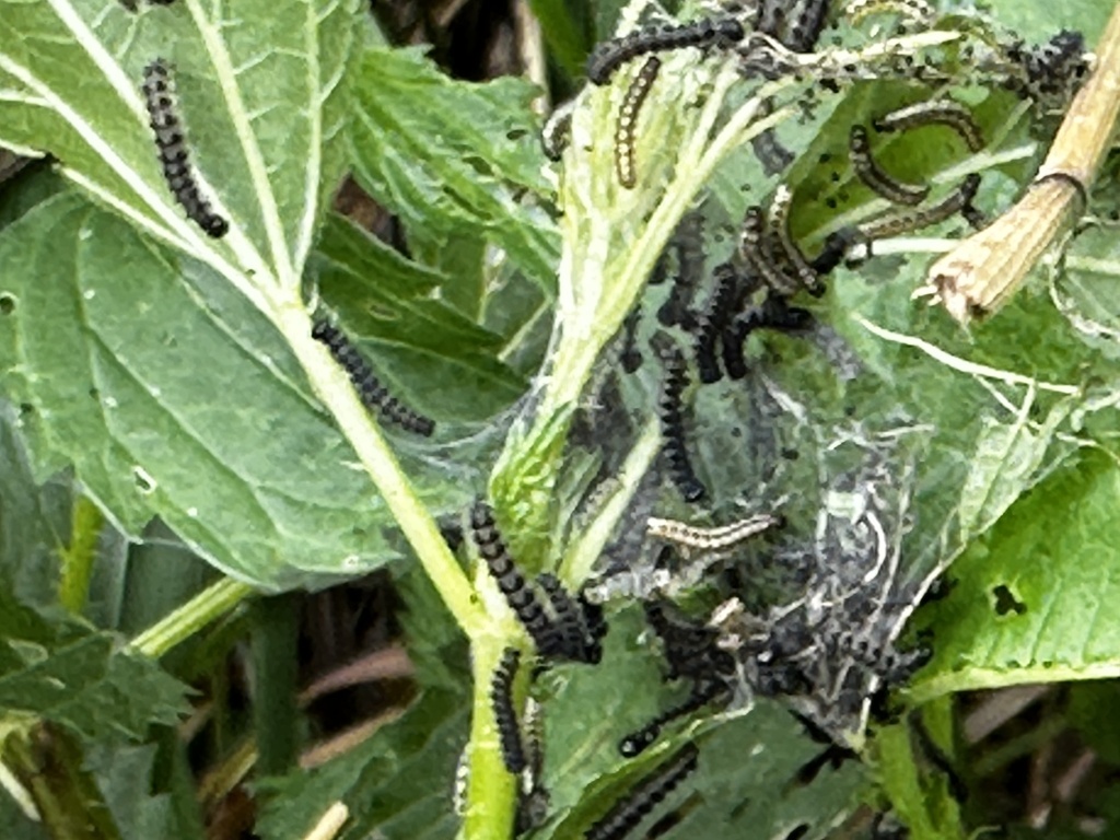 Something from Clanwilliam-Erickson, MB, CA on July 15, 2023 at 08:55 ...