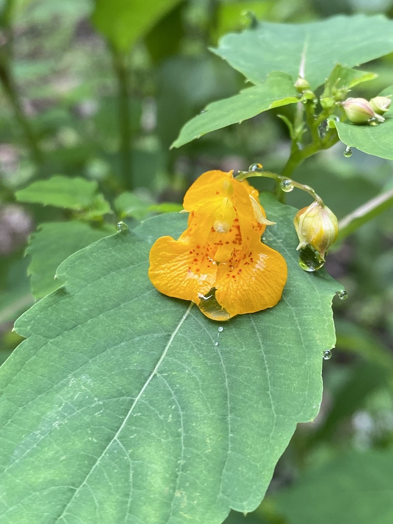 common jewelweed from Boonton Ave, Boonton, NJ, US on July 14, 2023 at ...