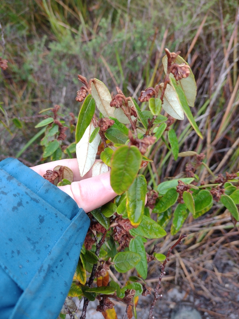 shrubby velvet-bush from Wingaroo TAS 7255, Australia on July 15, 2023 ...