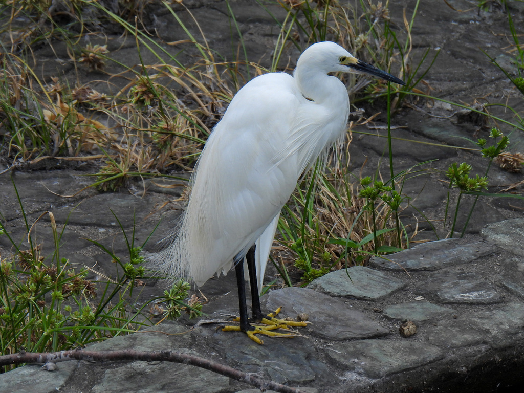 Little Egret from Shinkawa, Mitaka, Tokyo 181-0004, Japan on July 15 ...