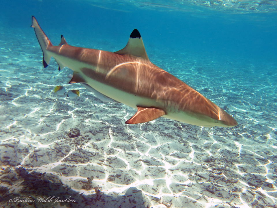 Requiem Sharks (Carcharhinidae) - Marine Life Identification